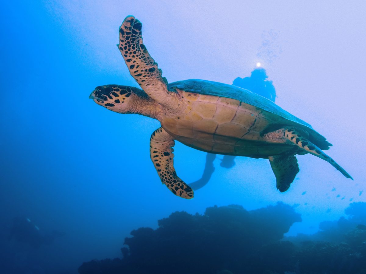 Equator Village Wins “Leading Airport & City Hotel” at MATATO Travel ...